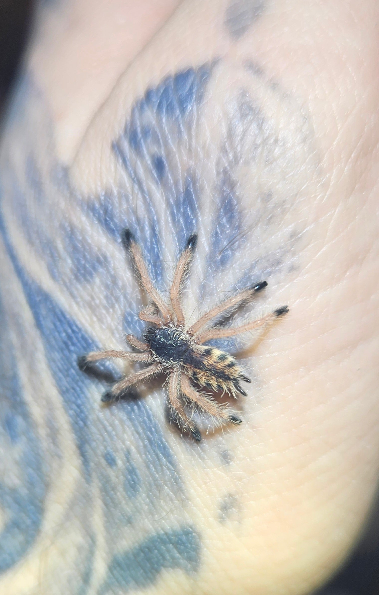Avicularia sp. Pucallpa | Mardi Gras pink toe tarantula – Cory's Creatures