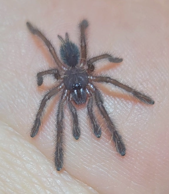 Omothymus sp. Valhalla | Valhalla earth tiger tarantula – Cory's Creatures