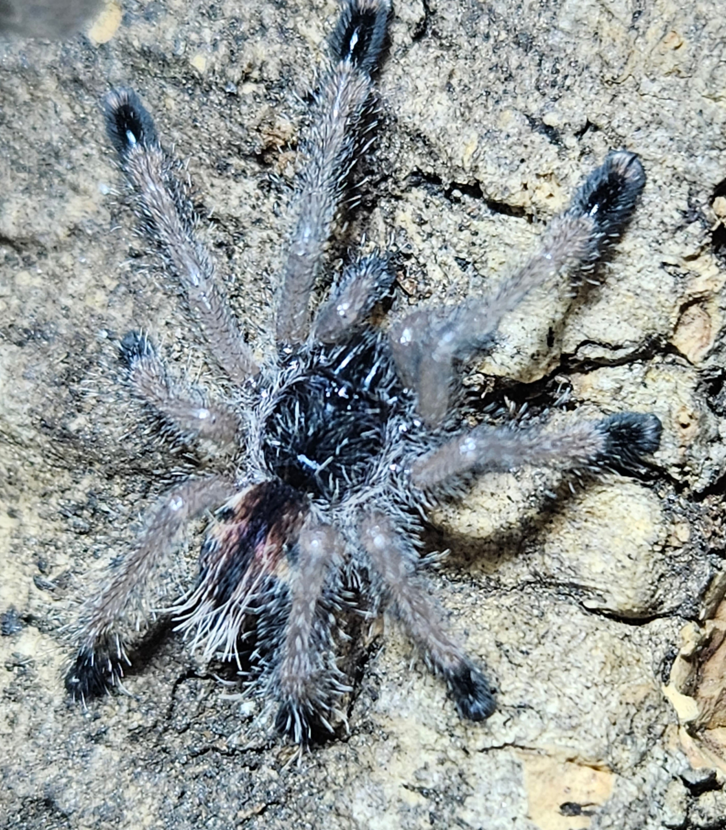 Avicularia juruensis M2 | Peru purple pink toe tarantula – Cory's Creatures
