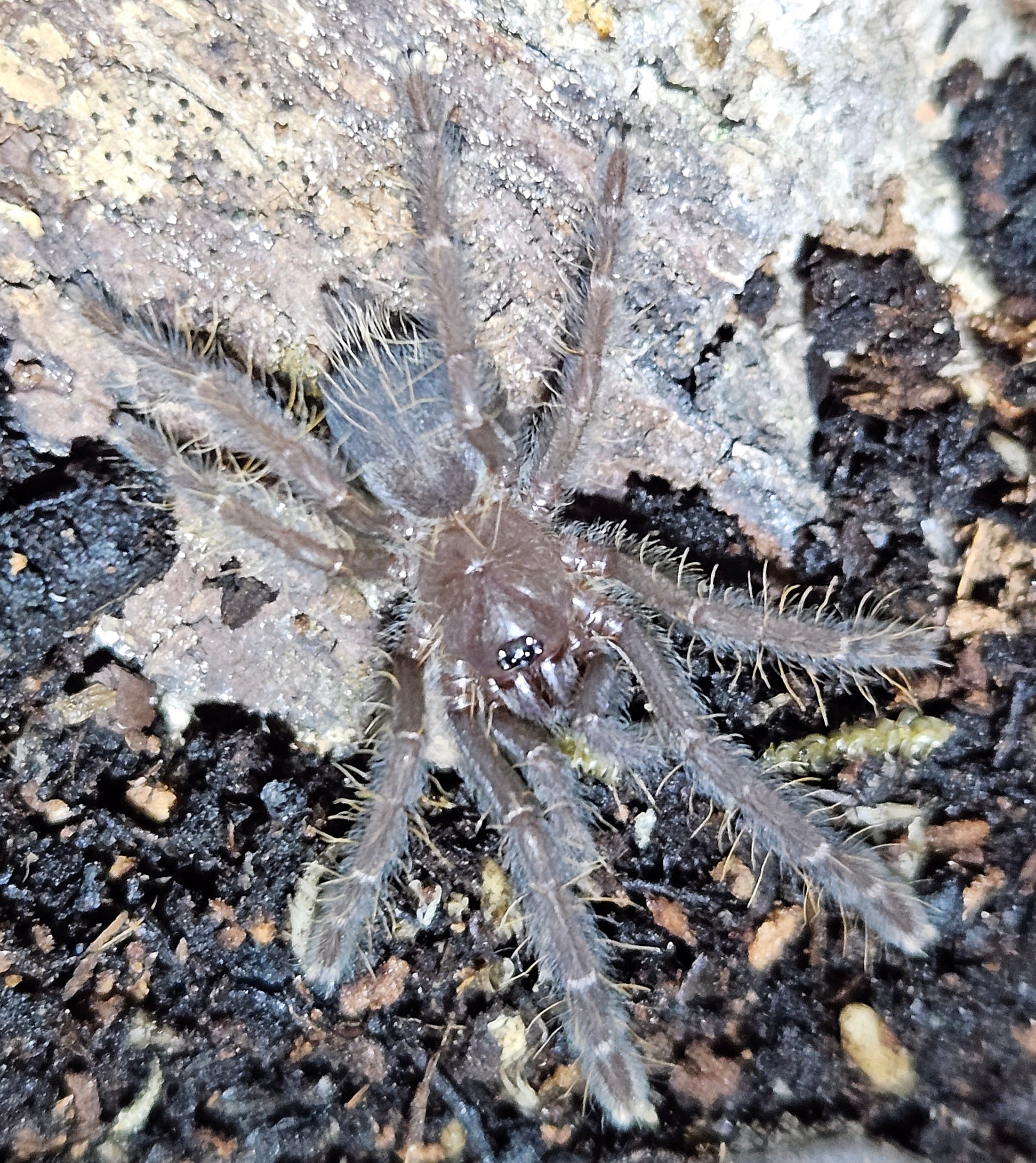 Phormingochilus sp. Akcaya | Indo bat eater tarantula – Cory's Creatures